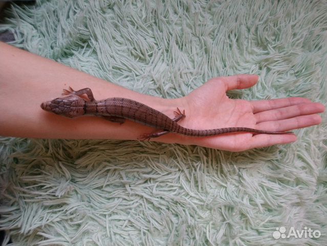 Розовоязыкий сцинк gerrardii