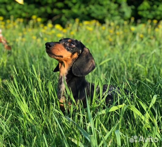 Такса кроличья г/ш
