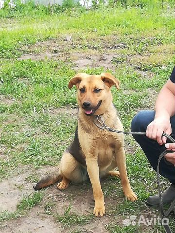 Для охраны/души/охоты. Чудо собака