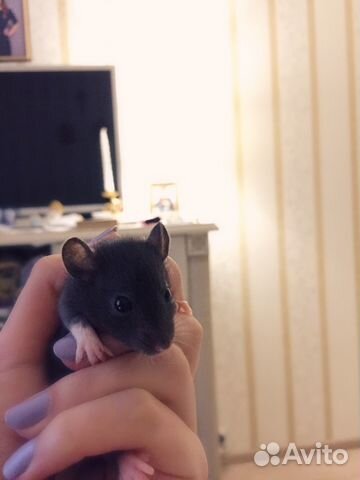 Отдаю в добрые руки(маленьких крысят)