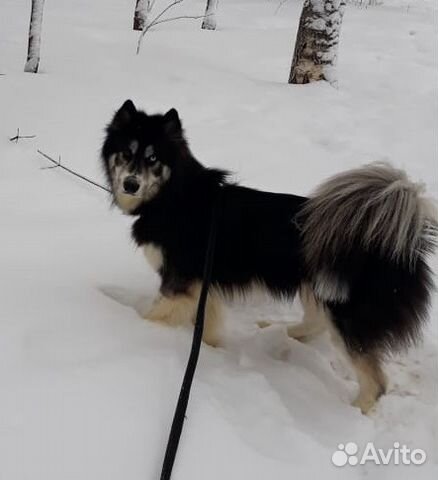 Отдаю лайку
