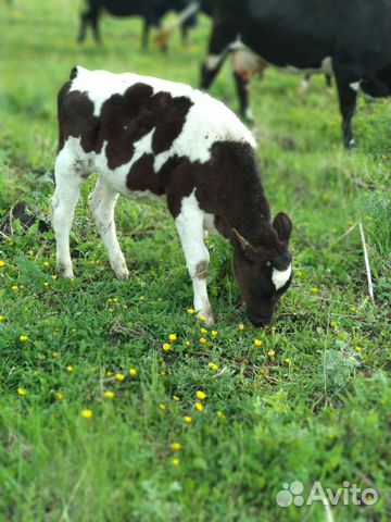 Маленькая коровка