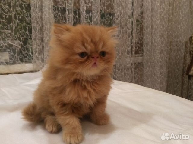 Продаются котята экзоты