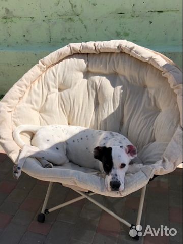 Далматинка 9 мес