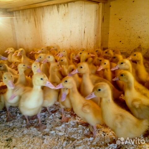 Утята бройлерные Стар 53 (3 недели)