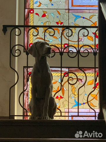 Веймаранер продажа или обмен