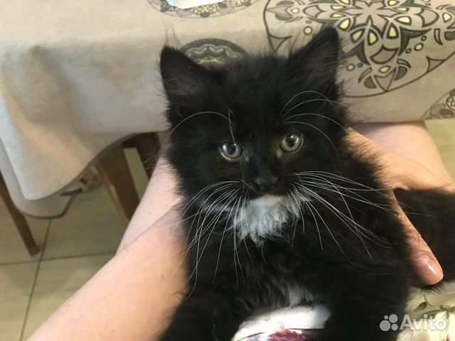 Домовенок в добрые руки