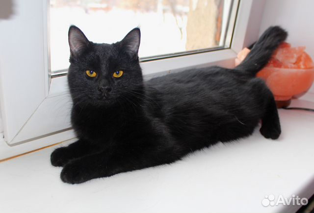 Молодой кот Меркурий