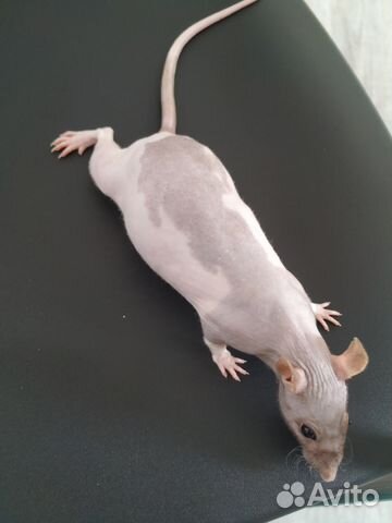 Крысы сфинкс