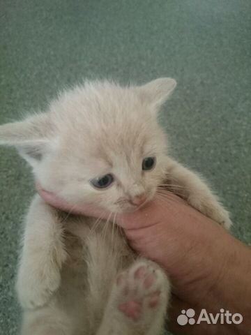 Маленькие котята ищют своего хозяина