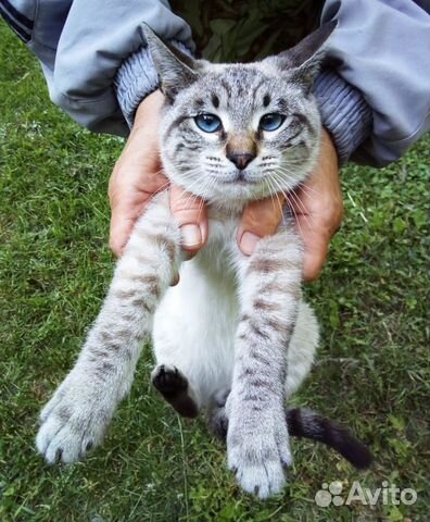 Мальчик- метис тайца - котенок в дар