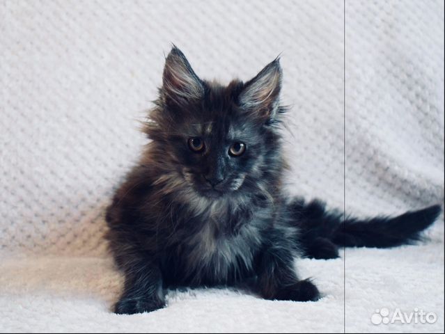 Naomi Iron Fox