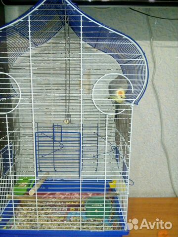 Продам попугая Карэлле