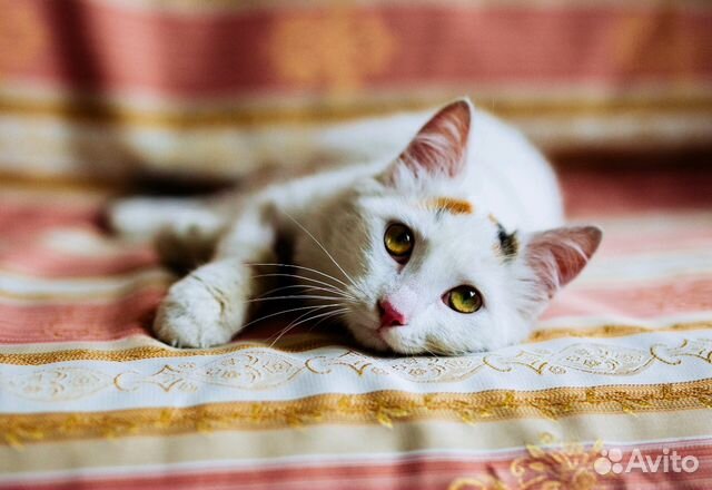 Котёнок, Турецкий ван, 9 месяцев