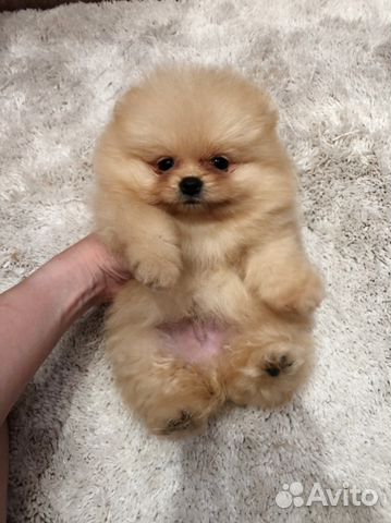 Мини мальчик шпиц