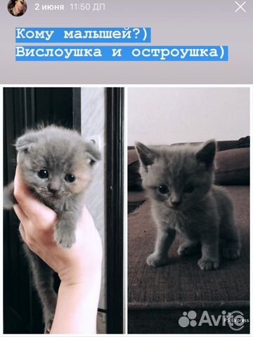 Британские котята 2 мальчика и девочка Очень краси