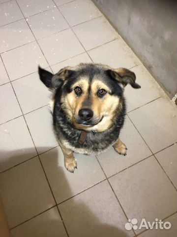 Грета, собака для охраны. В дар