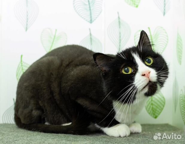 Осиротевший котик Сеня ищет дом