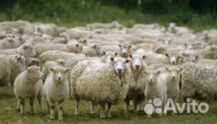 Овцы,бараны,ягнята