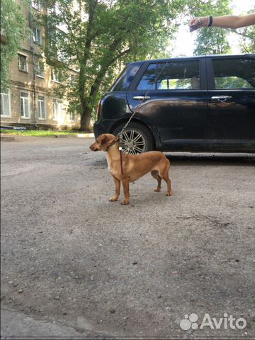 Такса