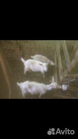 Продаю козлят