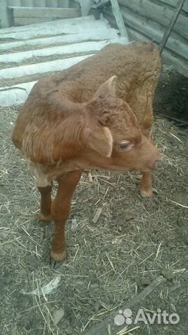 Продам бычка(маленький)