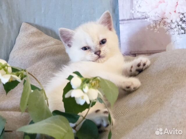 Британские котята