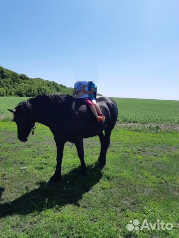 Лошадь в г. Буинск