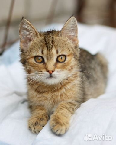 Маленькая кокетка мурочка