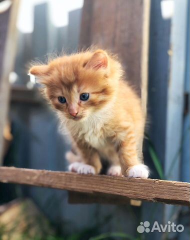 Котята в дар