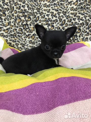 Девочка красавица чихуахуа