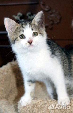 Кошечка ищет дом