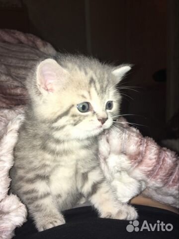 Замечательные шотландцы