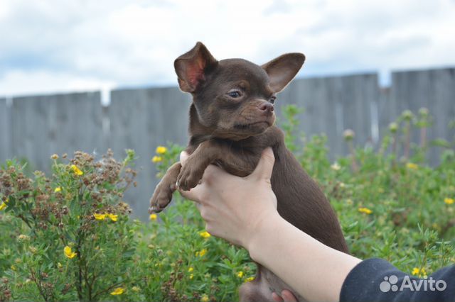 Чихуахуа подрощенная девочка 5,5 мес и малыши