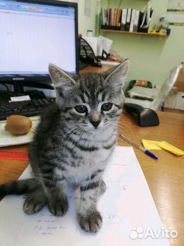Отдадим котенка в добрые руки. Девочка возраст 2.5