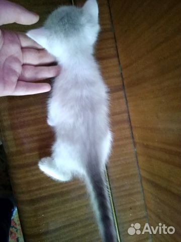 Котёнок. Мальчик