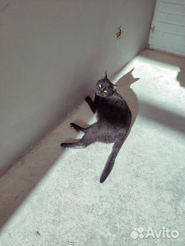 Черный кот. Бэтмен ищет Альфреда