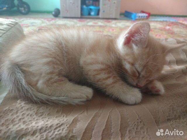 Подарю милых котят