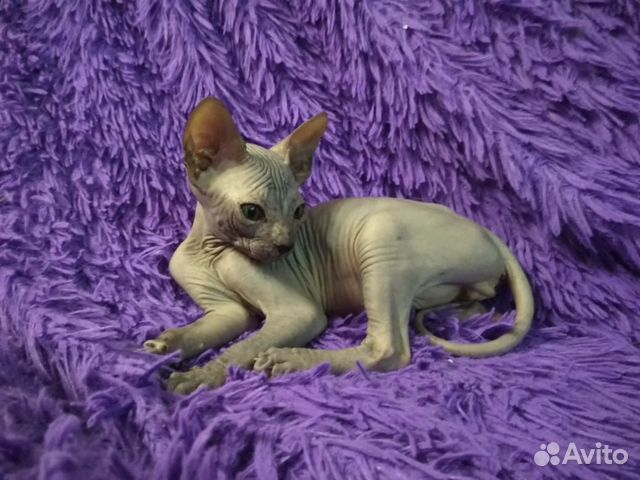 Продам котят канадского сфинкса