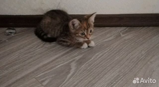 Маленькая красотка