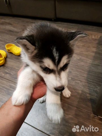 Продам собаку