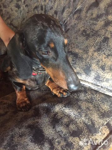 Отдам в добрые, опытные руки