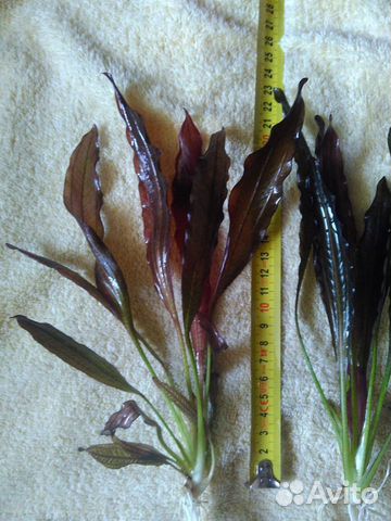 Эхинодорус флоренс и везувий