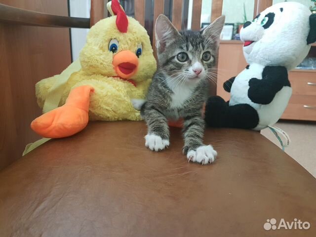 Маленький непоседа Бонька