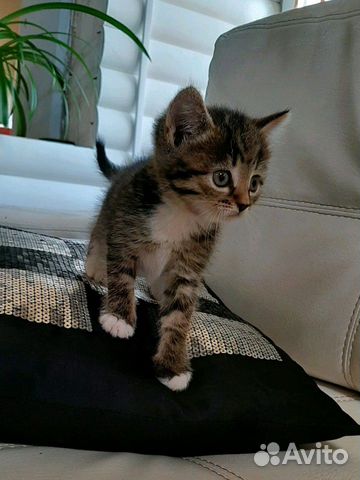 Котенок 1 мес. В добрые руки