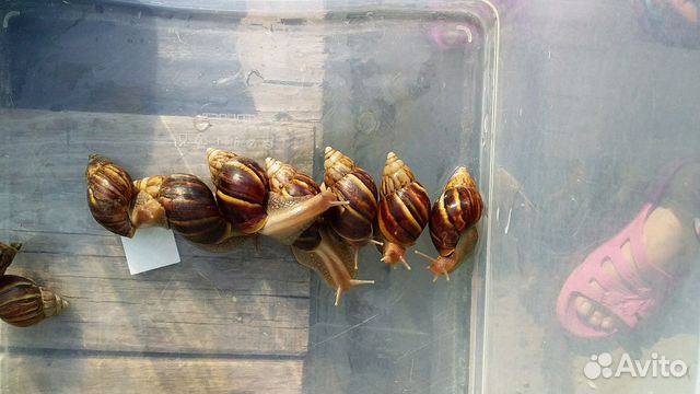 Улитки ахатинки