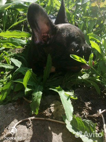 Малыши французики ищут заботливых родителей