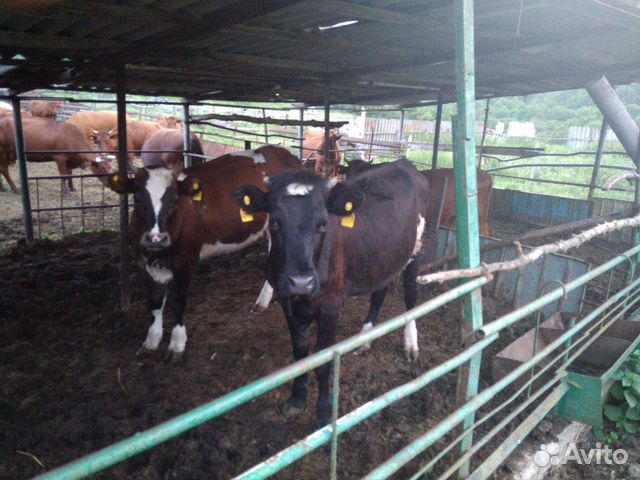 Годовалые телки