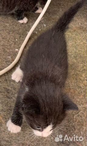 Котята в надежные руки