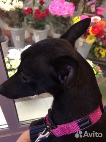 Левретка девочка